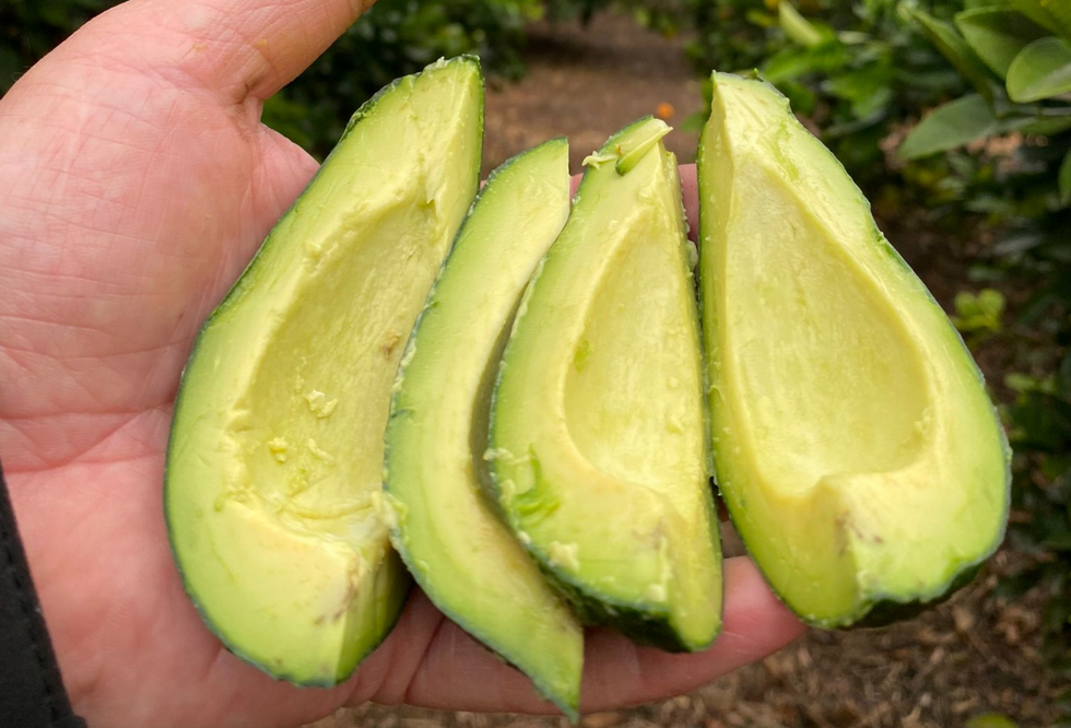 Conociendo el aguacate Bacon – Campos Del Abuelo