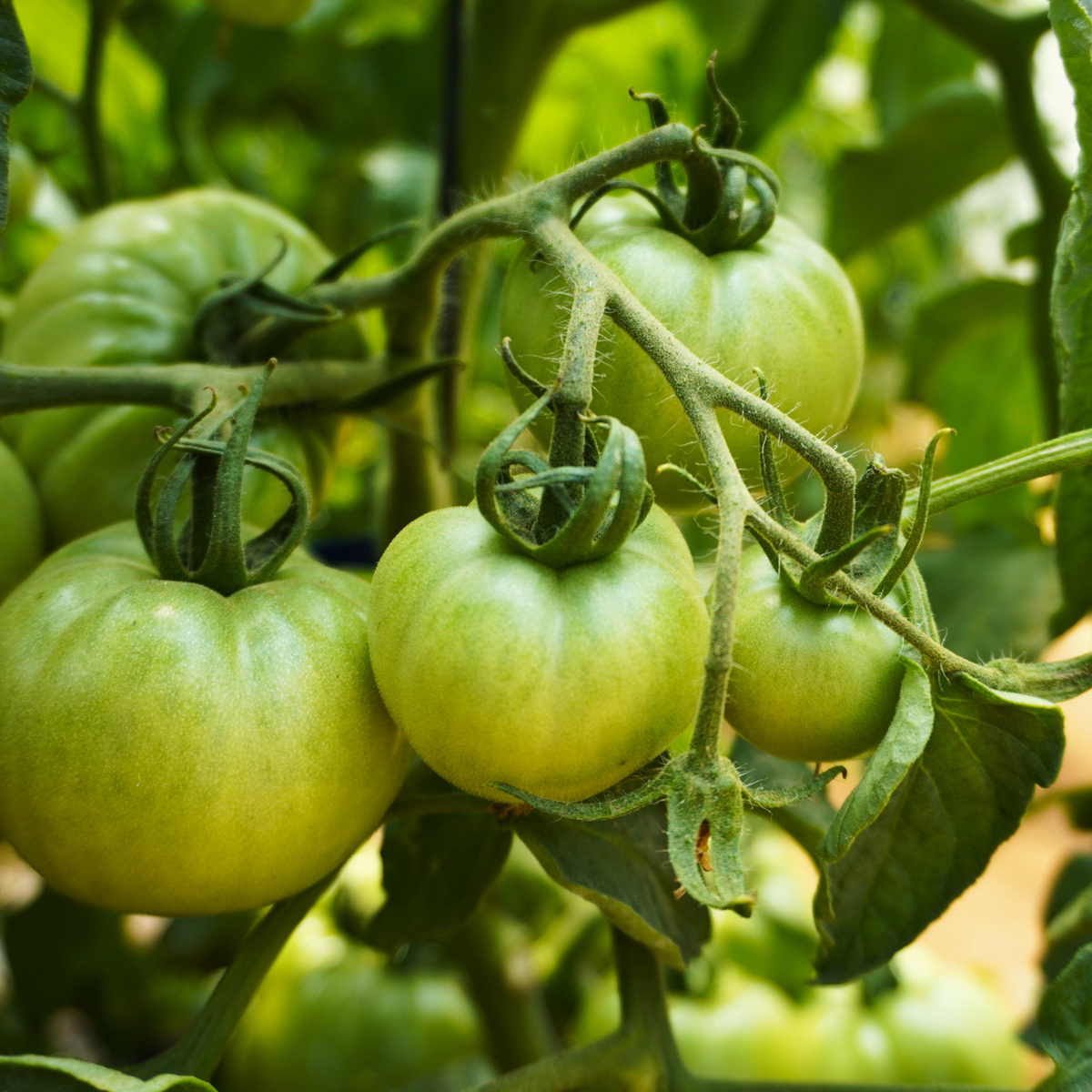 Tomato: origin, cultivation, pests and why it was believed to be toxic ...