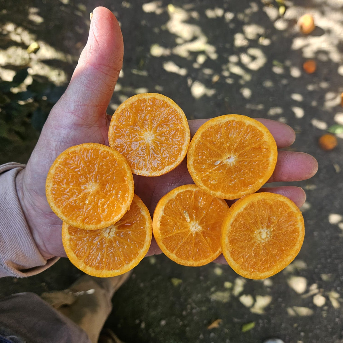 Mandarin Candy | Grandfather's Fields – Campos Del Abuelo