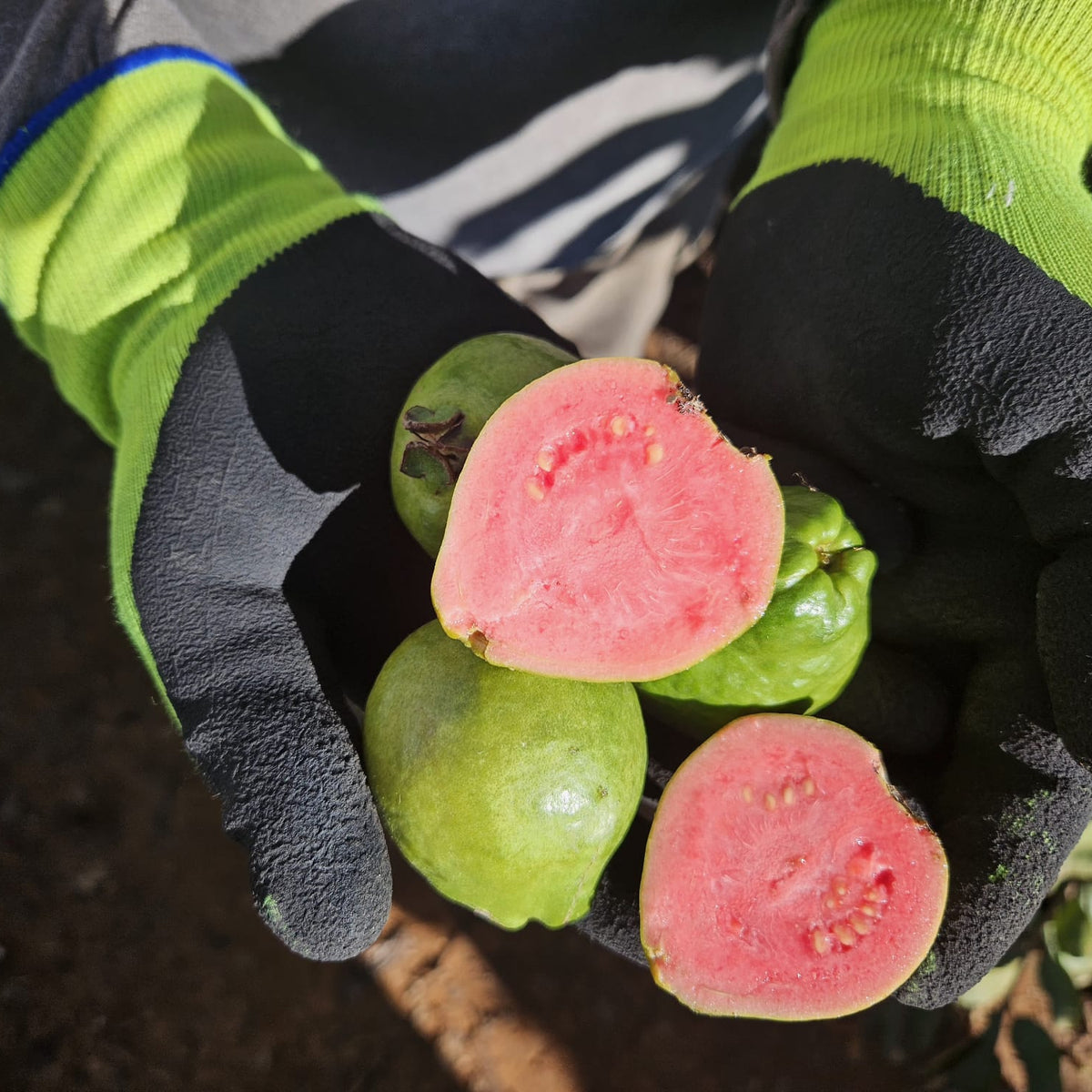 Guayaba | Campos Del Abuelo