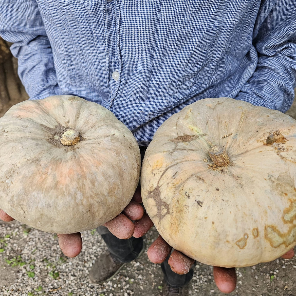 Calabaza Ruperta | Campos Del Abuelo