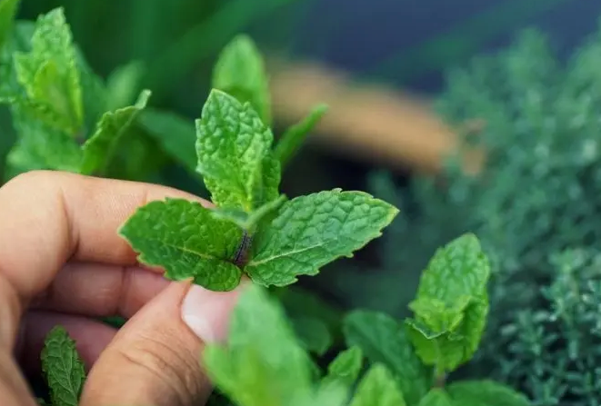 Campos Del Abuelo | Máxima Calidad Directo De Agricultores